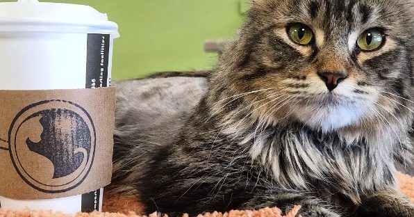 The Cafe Meow | $20 for the Full Cat Cafe Experience | Visit Roseville, MN