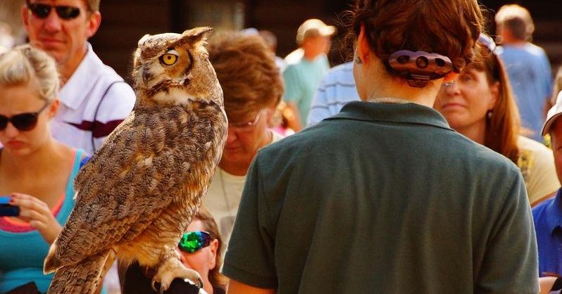 The Raptor Center | Visit Roseville, MN